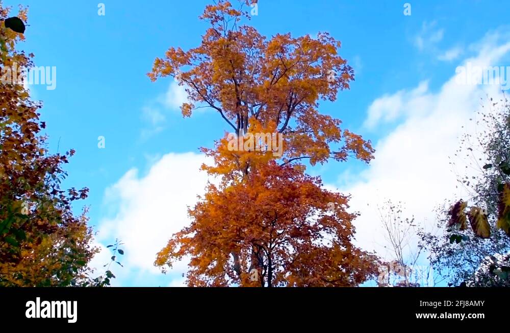 Tall autumn tree Stock Videos & Footage - HD and 4K Video Clips - Alamy