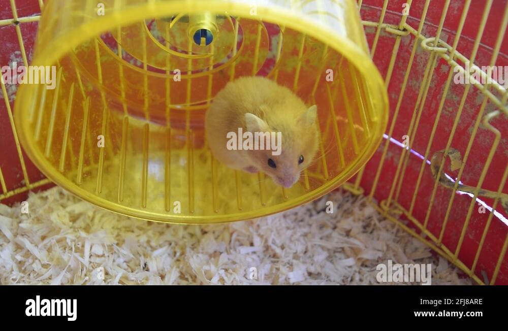 Hamster running wheel Stock Videos & Footage - HD and 4K Video Clips ...