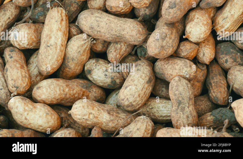Peanut ground nut groundnut Stock Videos & Footage - HD and 4K Video ...