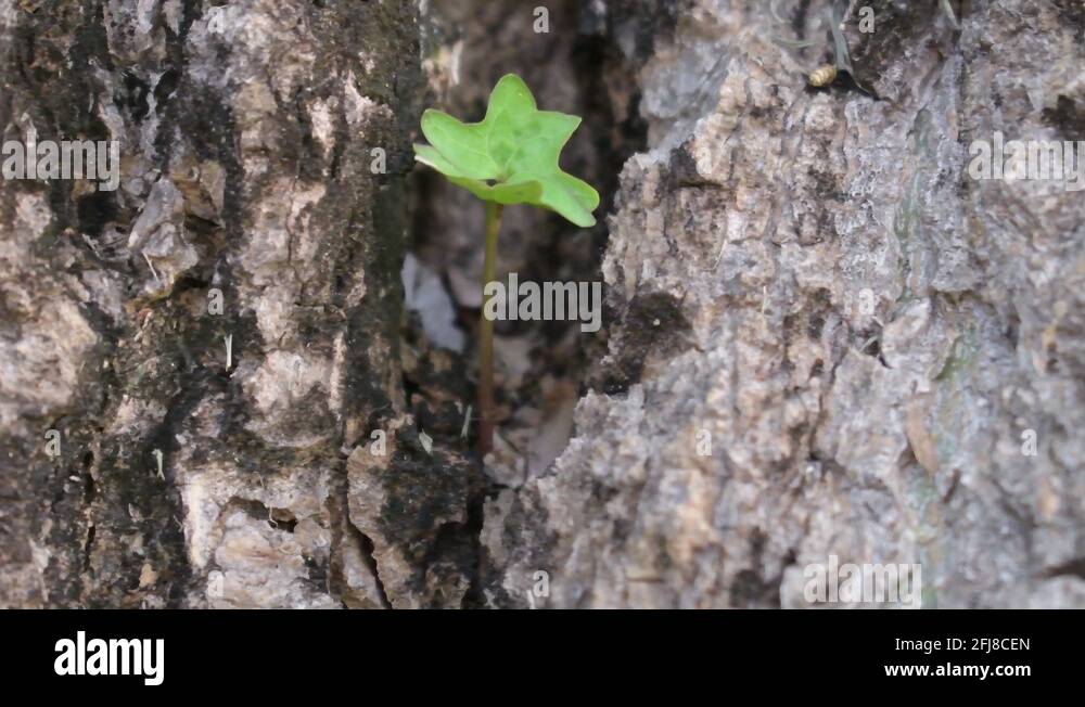 Tree stump young plant growing Stock Videos & Footage - HD and 4K Video ...