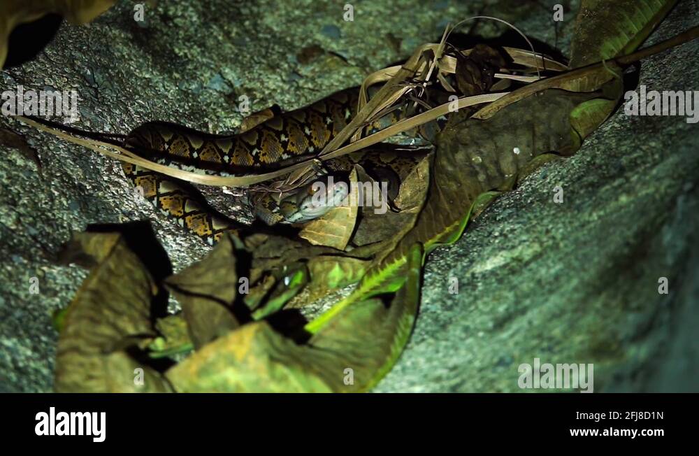 Python reticulatus Stock Videos & Footage - HD and 4K Video Clips - Alamy