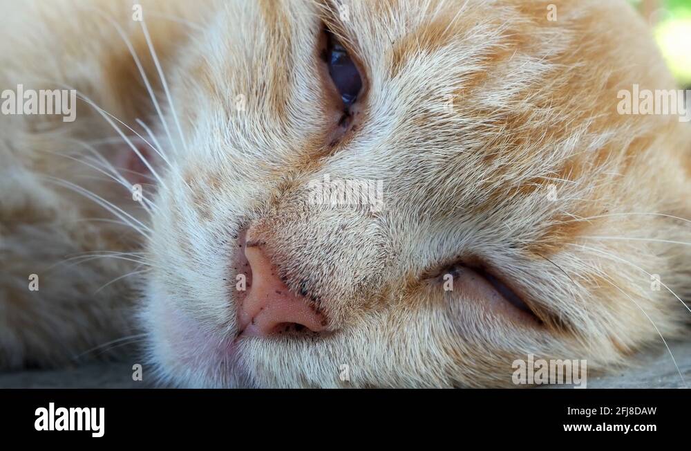 Cat eye model Stock Videos & Footage - HD and 4K Video Clips - Alamy