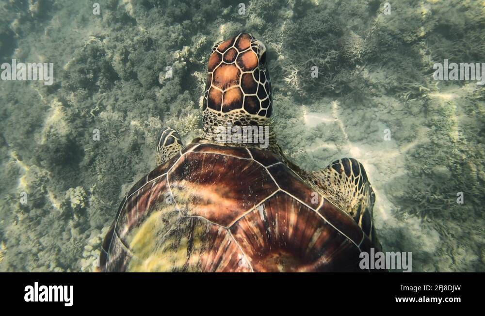 Great barrier reef turtles Stock Videos & Footage - HD and 4K Video ...