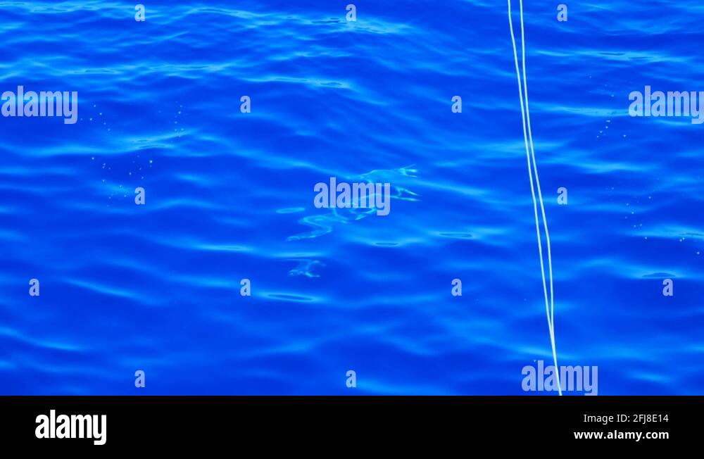 Blue coryphaena fish Stock Videos & Footage - HD and 4K Video Clips - Alamy