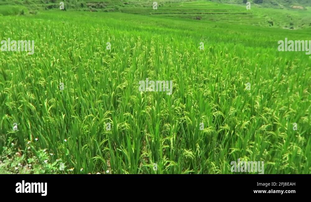 Rice farming in vietnam Stock Videos & Footage - HD and 4K Video Clips ...