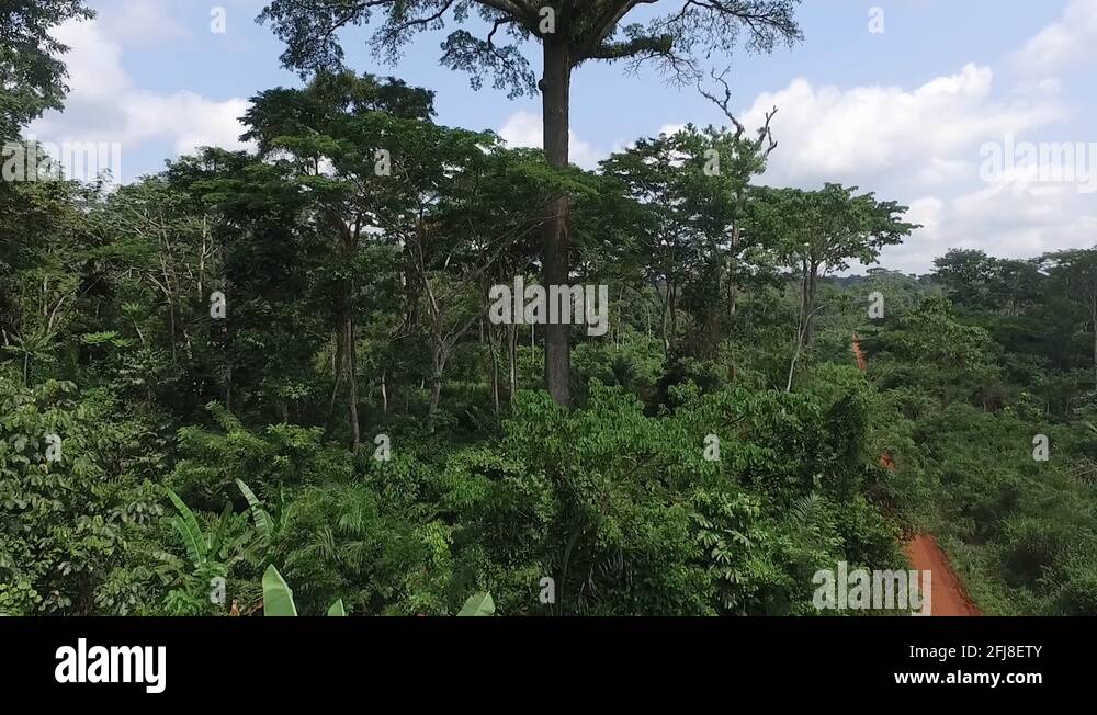 Short tree tall tree Stock Videos & Footage - HD and 4K Video Clips - Alamy