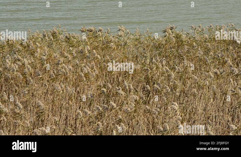 Field rush Stock Videos & Footage - HD and 4K Video Clips - Alamy