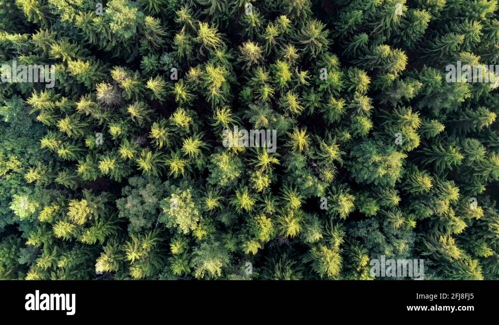 Green needle forest Stock Videos & Footage - HD and 4K Video Clips - Alamy