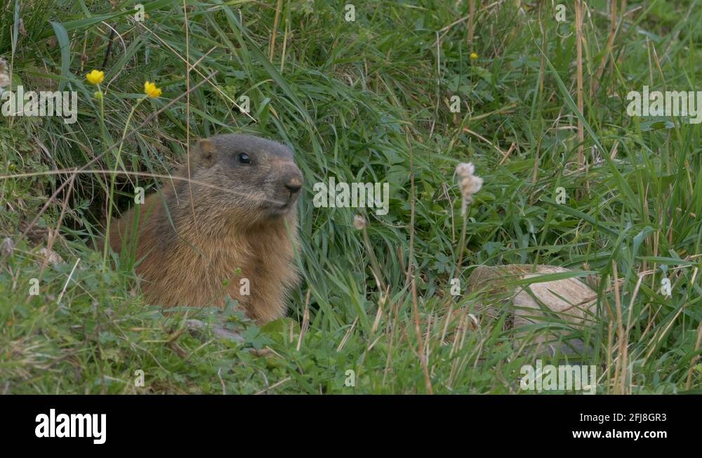Pig stands on its hind legs Stock Videos & Footage - HD and 4K Video ...
