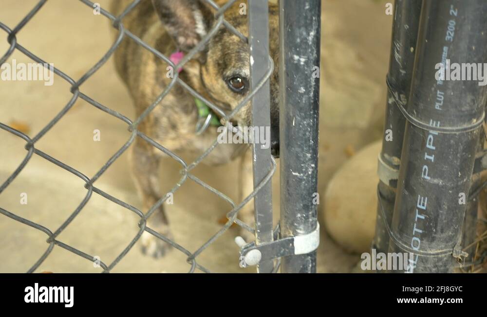 Chain link gate Stock Videos & Footage - HD and 4K Video Clips - Alamy