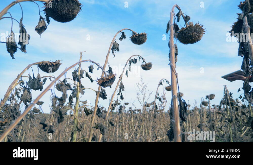 Dead crops farmer a Stock Videos & Footage - HD and 4K Video Clips - Alamy