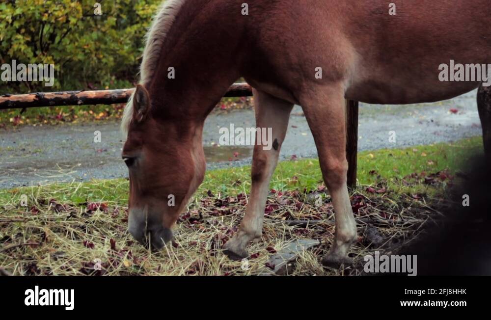 Eating fencing Stock Videos & Footage - HD and 4K Video Clips - Alamy