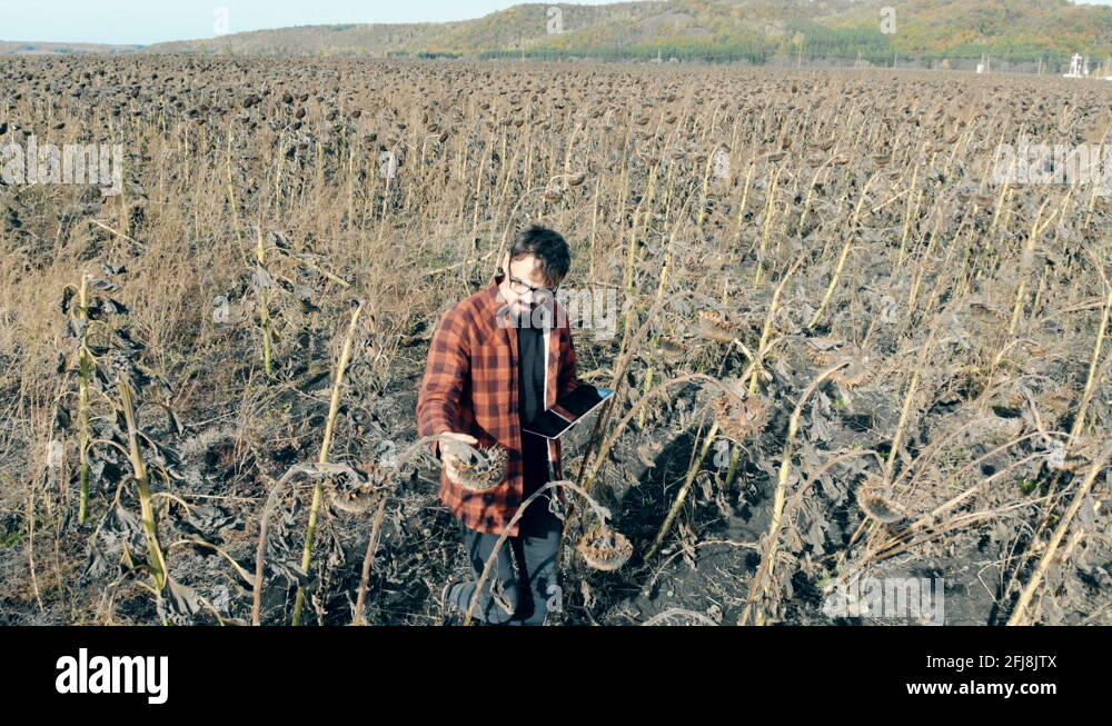 Dead crop field Stock Videos & Footage - HD and 4K Video Clips - Alamy