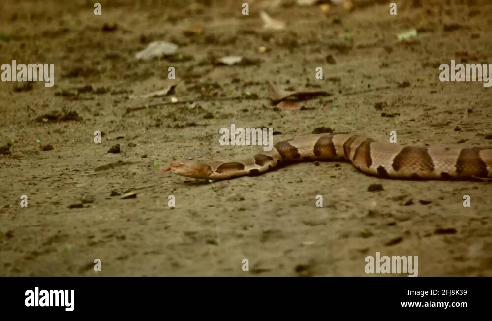 Reptile trail Stock Videos & Footage - HD and 4K Video Clips - Alamy