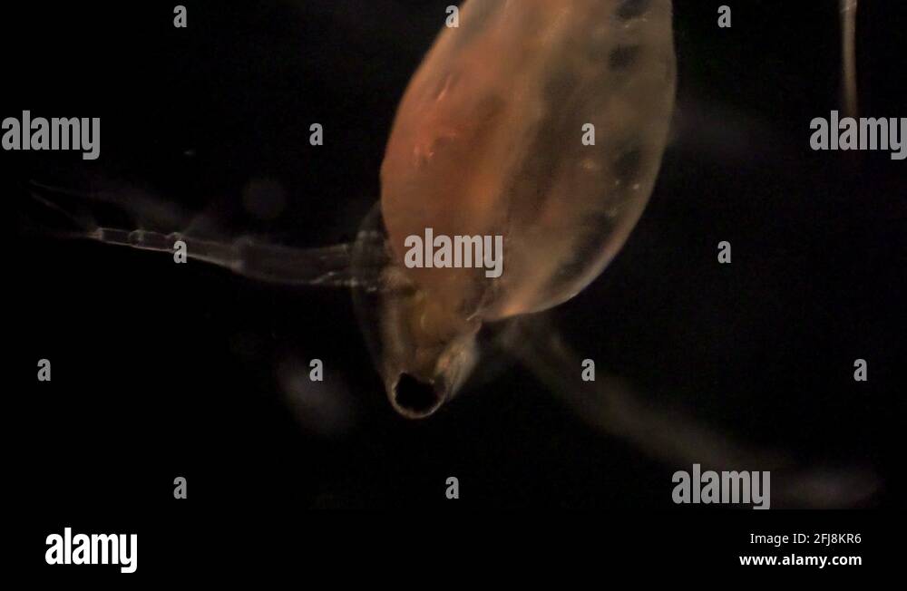 The internal anatomy of microscopic Daphnia Stock Video Footage - Alamy