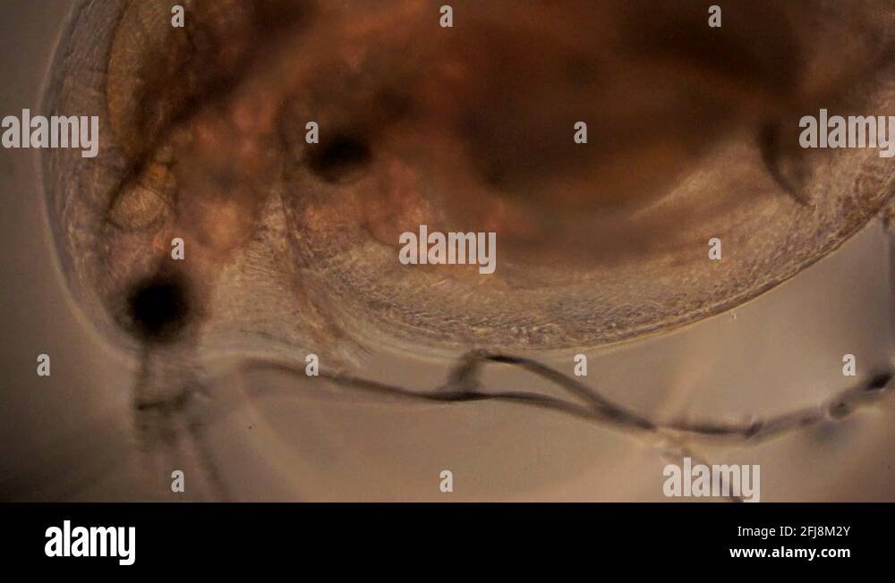Internal anatomy of the water flea, Daphnia. Microscopic features such ...