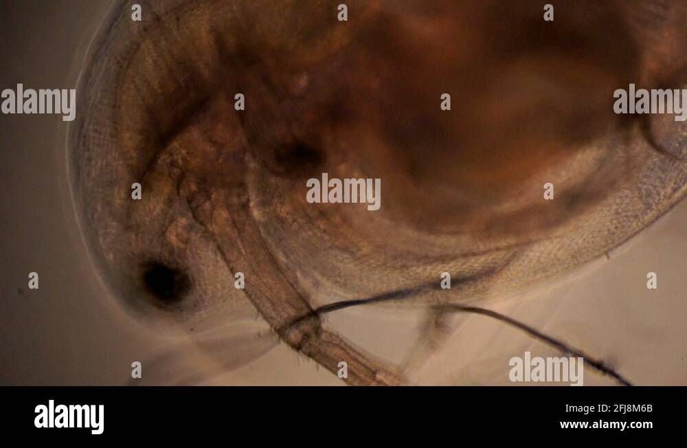 Microscopic features Stock Videos & Footage - HD and 4K Video Clips - Alamy Microscopic features Stock Videos & Footage - HD and 4K Video Clips - Alamy