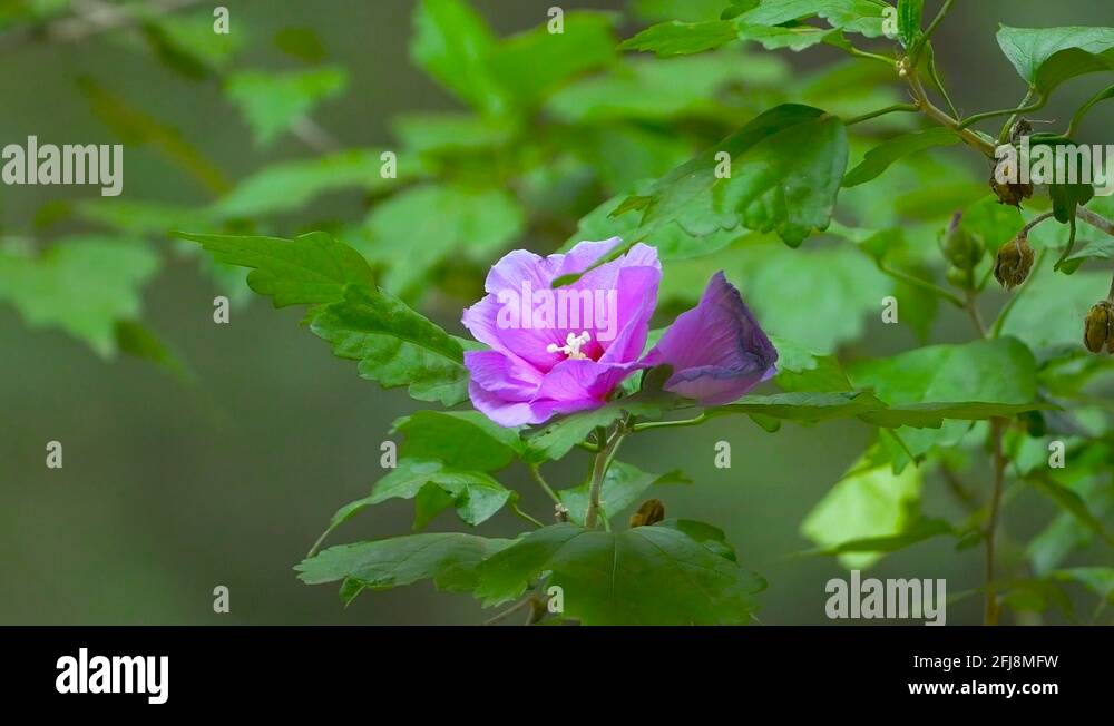 Mayflower tree flower Stock Videos & Footage - HD and 4K Video Clips ...