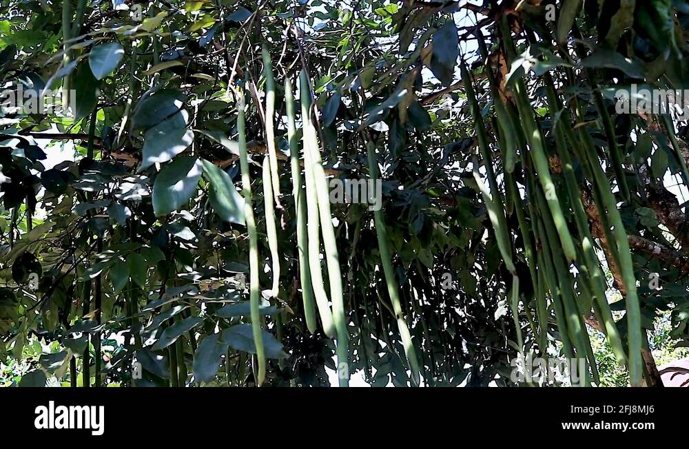 Hanging seed pods Stock Videos & Footage - HD and 4K Video Clips - Alamy