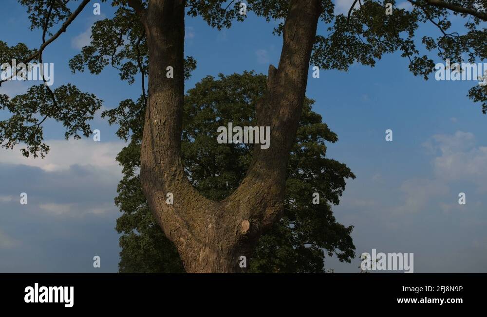 V shaped tree Stock Videos & Footage - HD and 4K Video Clips - Alamy