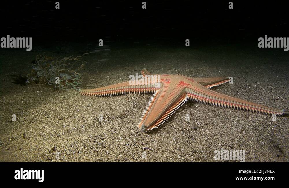 Red sea star crawling Stock Videos & Footage - HD and 4K Video Clips ...