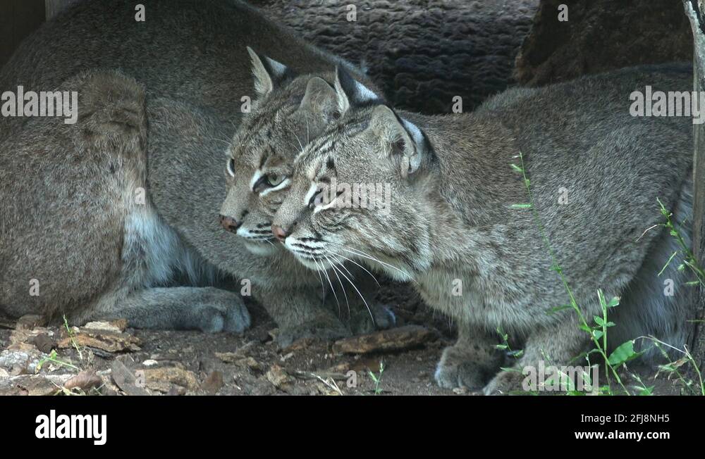 North american lynx Stock Videos & Footage - HD and 4K Video Clips - Alamy