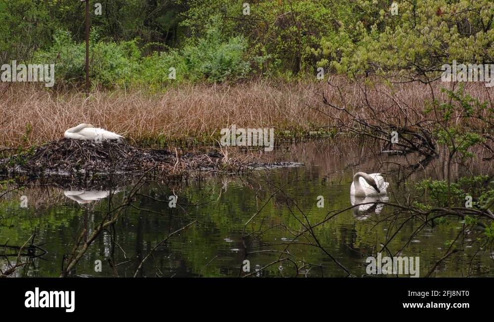 Swan life cycle Stock Videos & Footage - HD and 4K Video Clips - Alamy