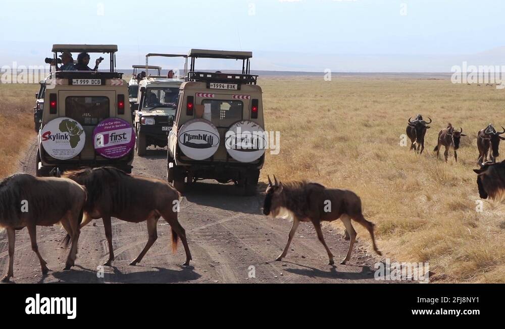Tanzania lion migration Stock Videos & Footage - HD and 4K Video Clips ...
