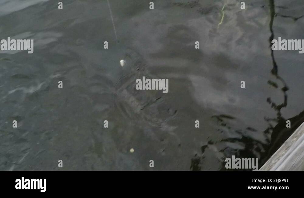 Farmed salmon fish Stock Videos & Footage - HD and 4K Video Clips - Alamy