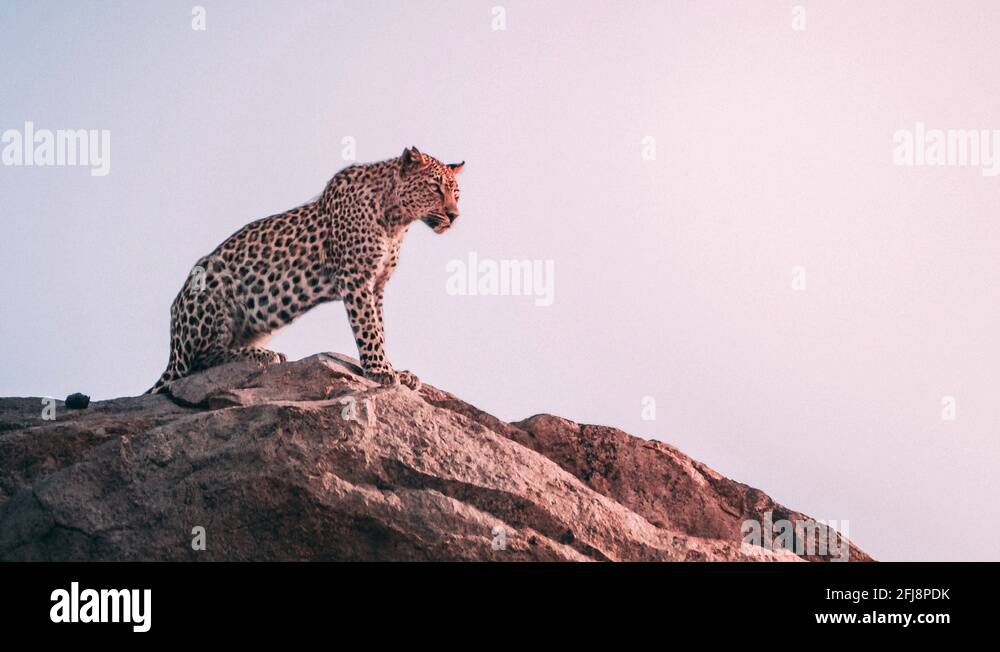 How the leopard got its spots Stock Videos & Footage - HD and 4K Video ...