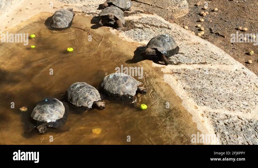 Baby Galapagos tortoises fighting over fruit floating in water Stock ...