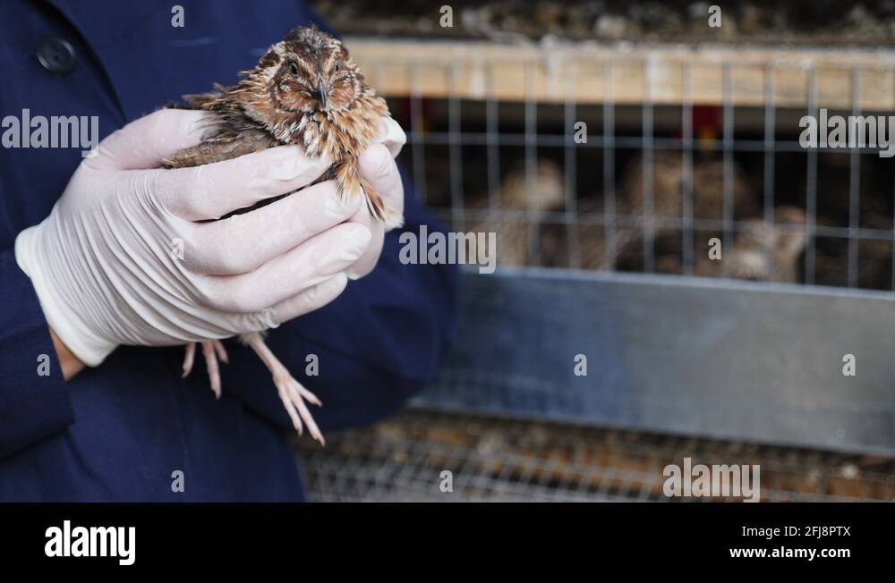 Quail farming Stock Videos & Footage - HD and 4K Video Clips - Alamy