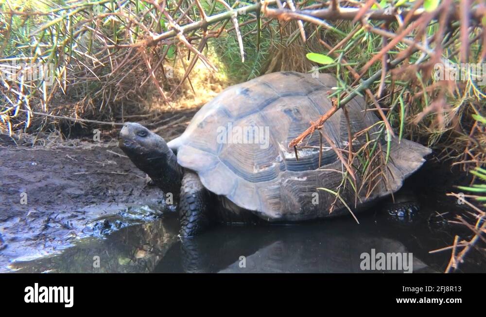 Tortoise galapagos mud Stock Videos & Footage - HD and 4K Video Clips ...