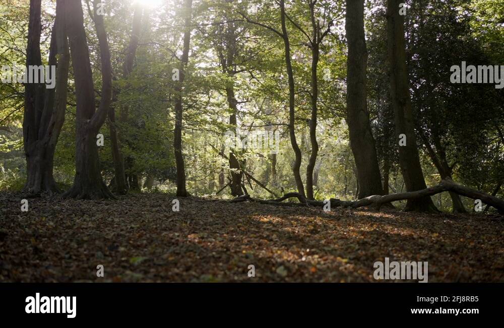 English forest in fall Stock Videos & Footage - HD and 4K Video Clips ...