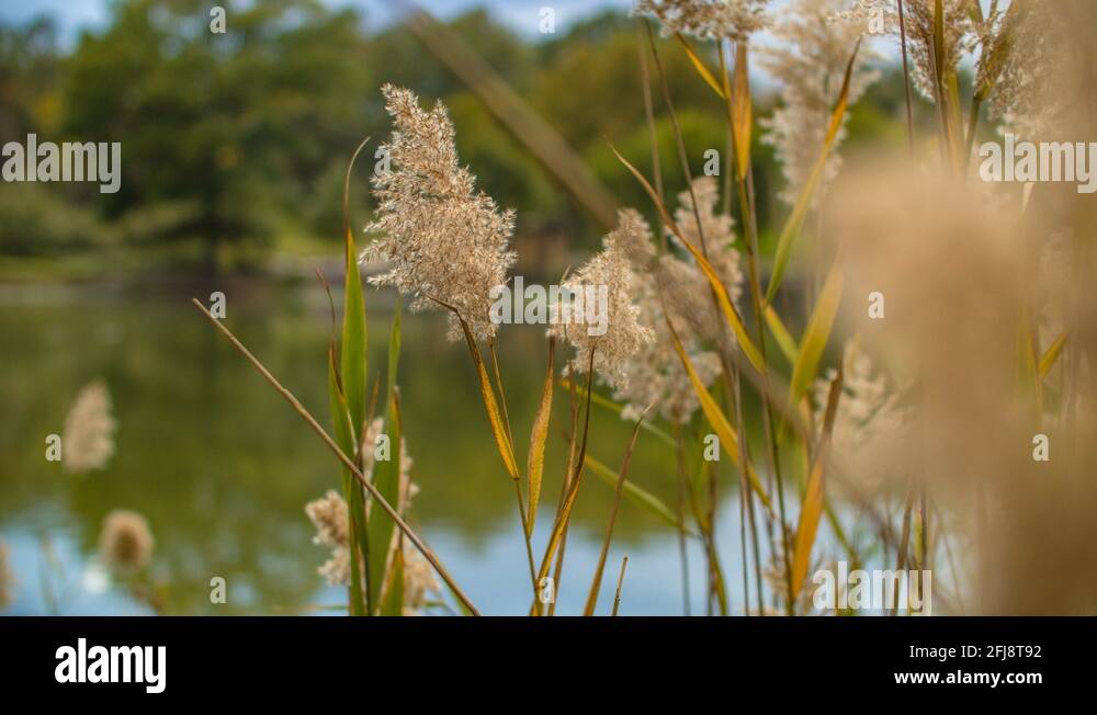 Reed pollen Stock Videos & Footage - HD and 4K Video Clips - Alamy