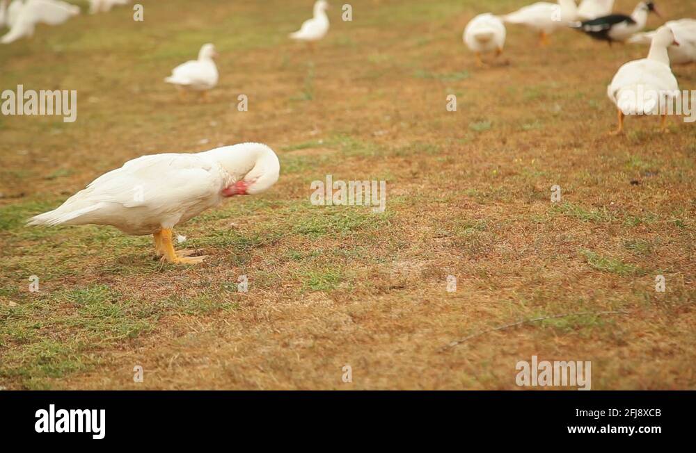 Domestic white duck walking Stock Videos & Footage - HD and 4K Video ...
