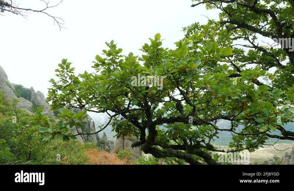 High in an oak tree Stock Videos & Footage - HD and 4K Video Clips - Alamy