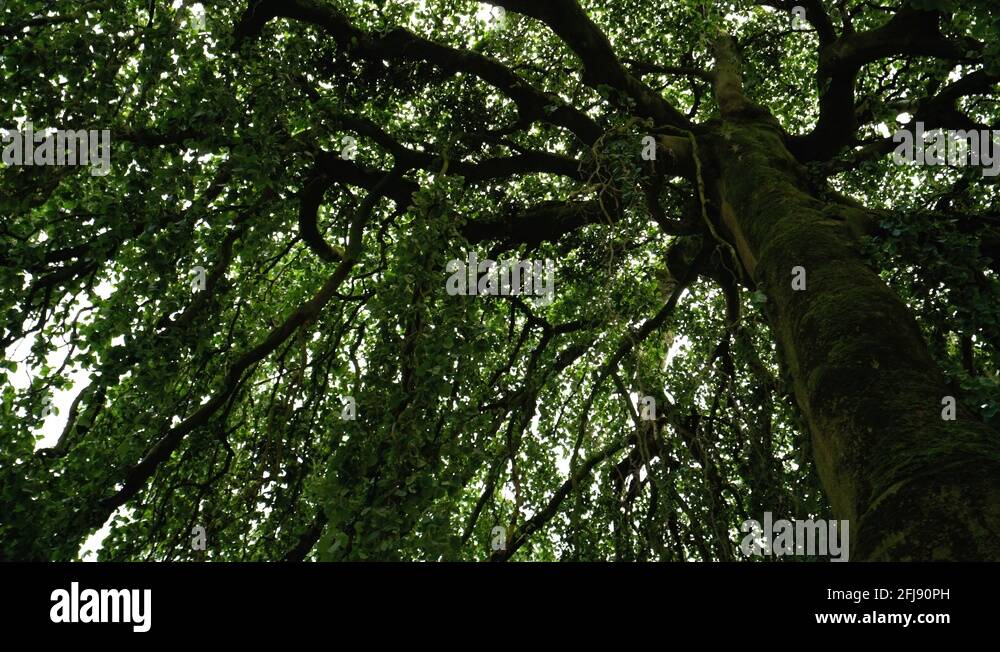 Long shot looking up underneath an old, tall willow tree panning from ...