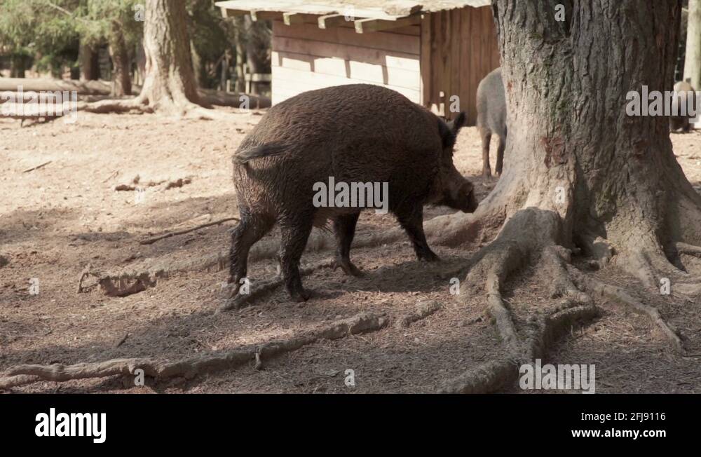 Boar tree Stock Videos & Footage - HD and 4K Video Clips - Alamy