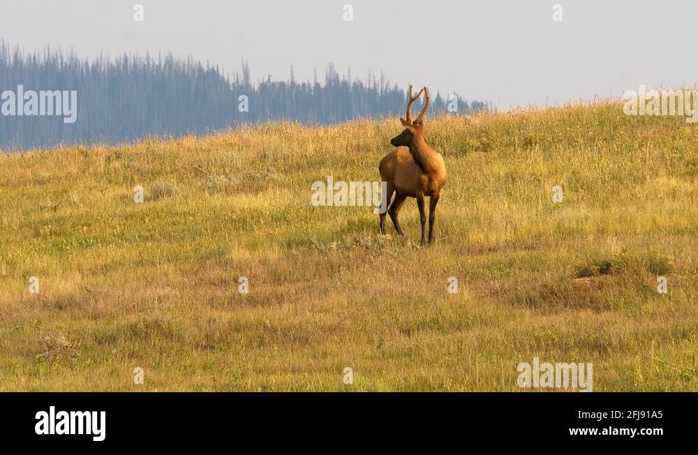 Spike elk Stock Videos & Footage - HD and 4K Video Clips - Alamy