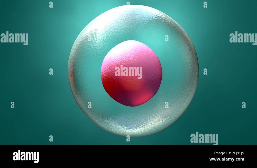 Human embryo cell stage Stock Videos & Footage - HD and 4K Video Clips ...