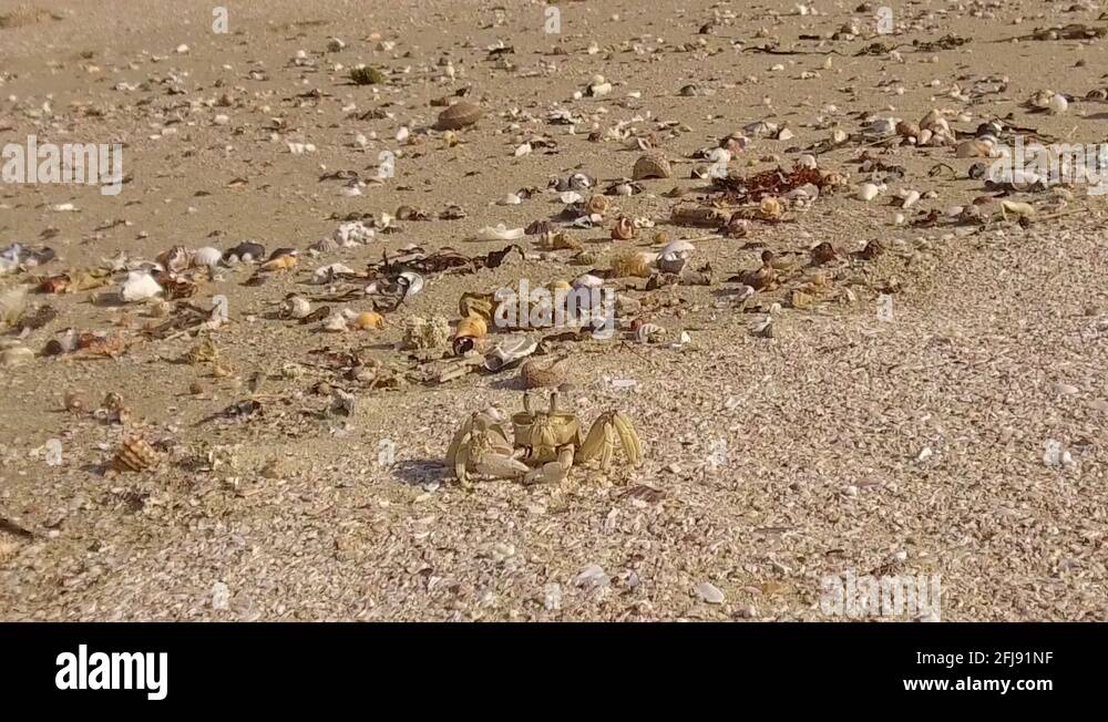 Close up sand and shells Stock Videos & Footage - HD and 4K Video Clips ...