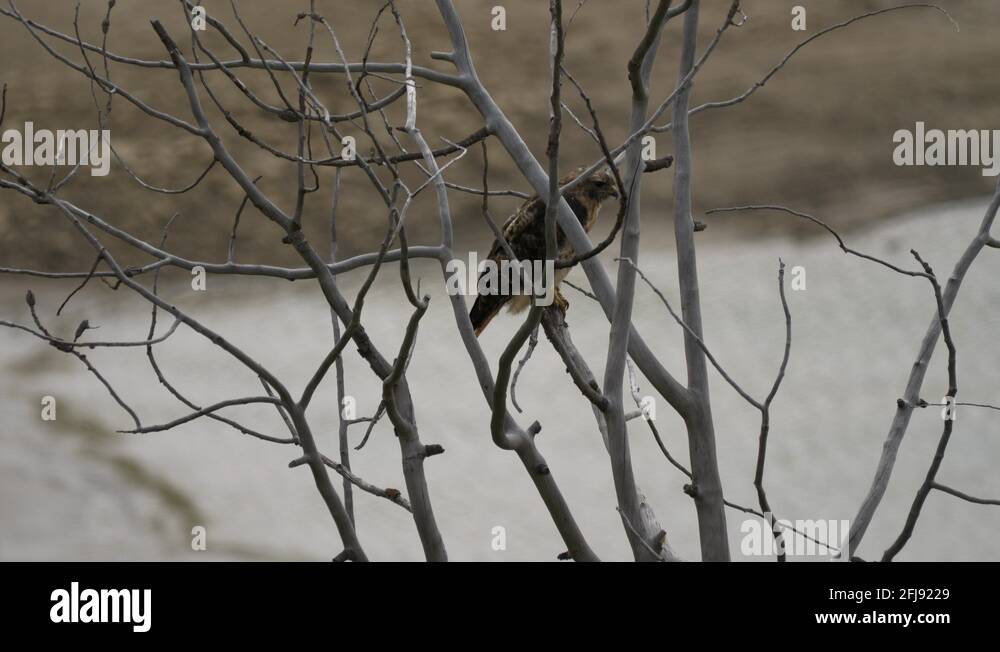 Red tail hawk in tree Stock Videos & Footage - HD and 4K Video Clips ...