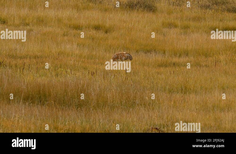 Head popping up Stock Videos & Footage - HD and 4K Video Clips - Alamy