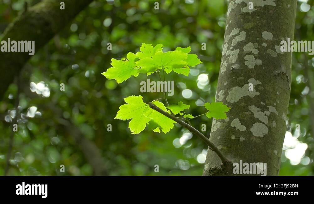 Mayflower tree Stock Videos & Footage - HD and 4K Video Clips - Alamy