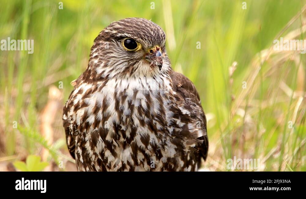 Wild merlin Stock Videos & Footage - HD and 4K Video Clips - Alamy