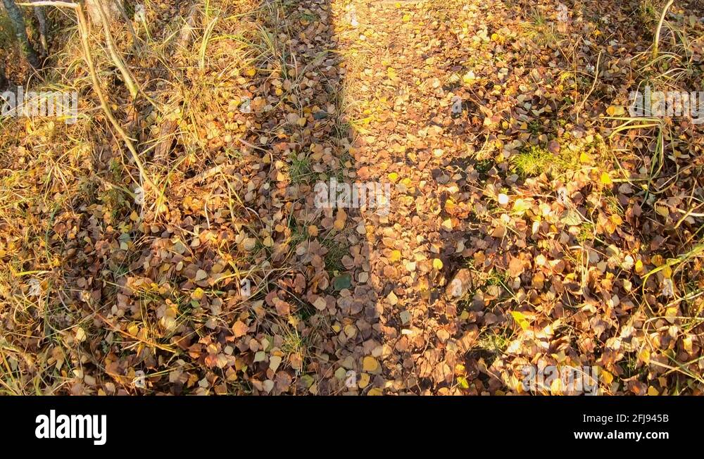 Walking path feet Stock Videos & Footage - HD and 4K Video Clips - Alamy