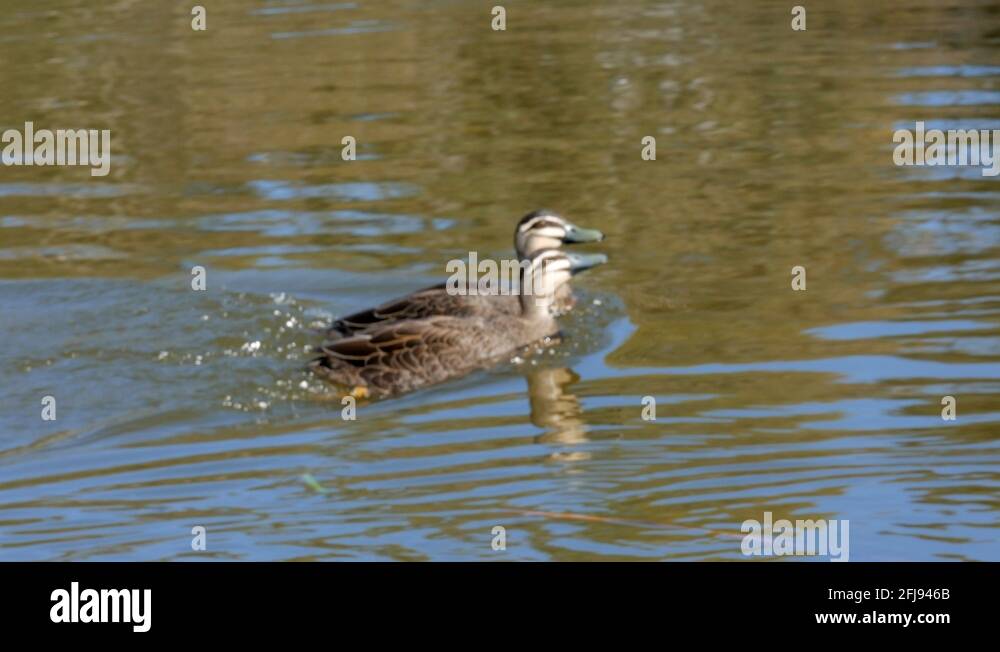 Brawl animals Stock Videos & Footage - HD and 4K Video Clips - Alamy