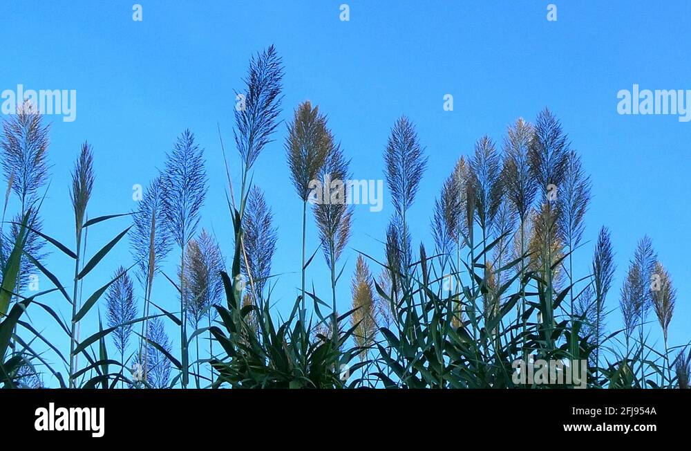 Giant canes Stock Videos & Footage - HD and 4K Video Clips - Alamy
