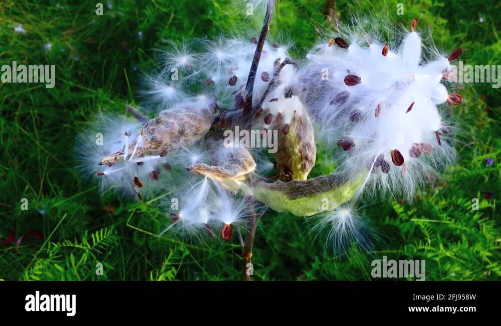 Seed pod exploding Stock Videos & Footage - HD and 4K Video Clips - Alamy